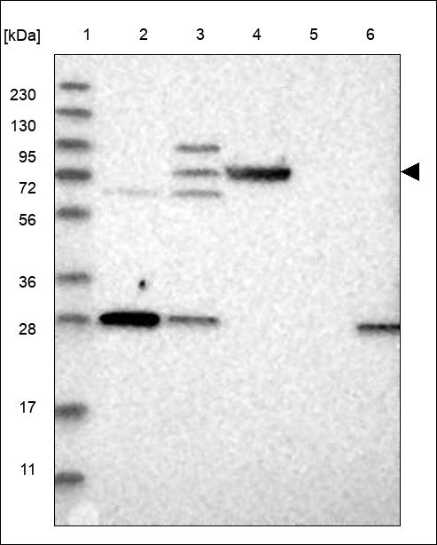 Rabbit Polyclonal Anti-PDE1C Antibody - Buy for research - Highly specific, rigorously validated ...