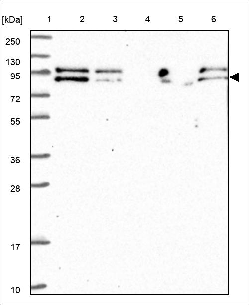 Rabbit Polyclonal Anti-OS9 Antibody - Buy for research - Highly ...