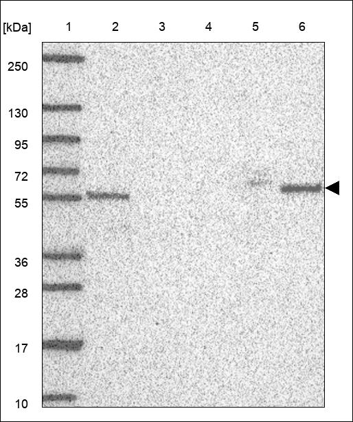 Rabbit Polyclonal Anti-WSB1 Antibody - Buy for research - Highly specific, rigorously validated ...
