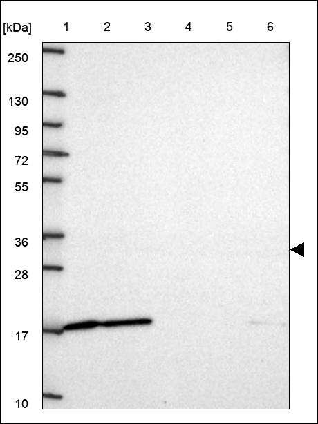 Rabbit Polyclonal Anti-TEF Antibody - Buy for research - Highly specific, rigorously validated ...