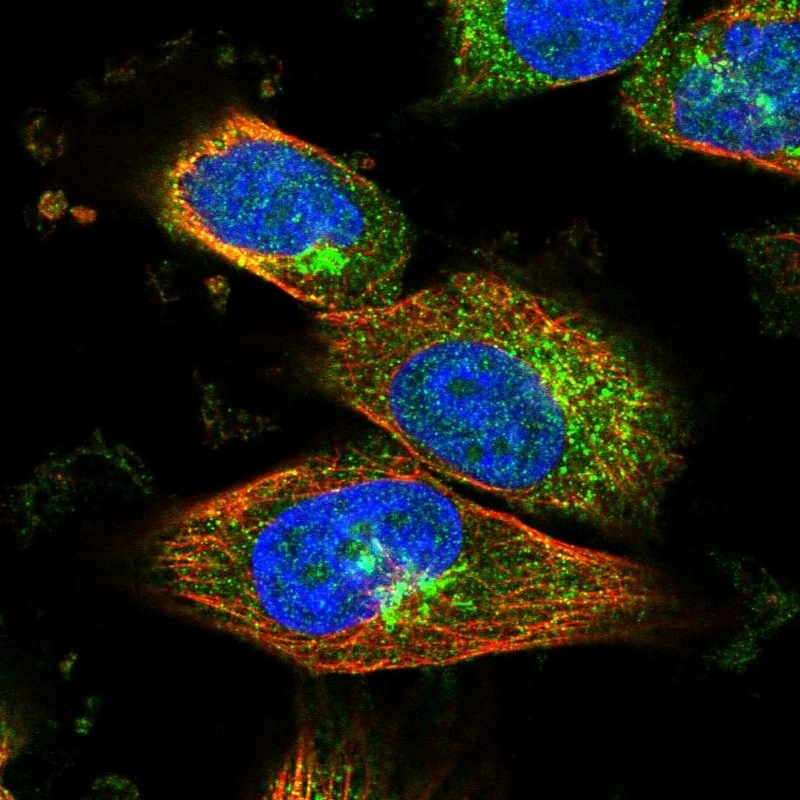 Anti-RIN2 Human Protein Atlas Antibody