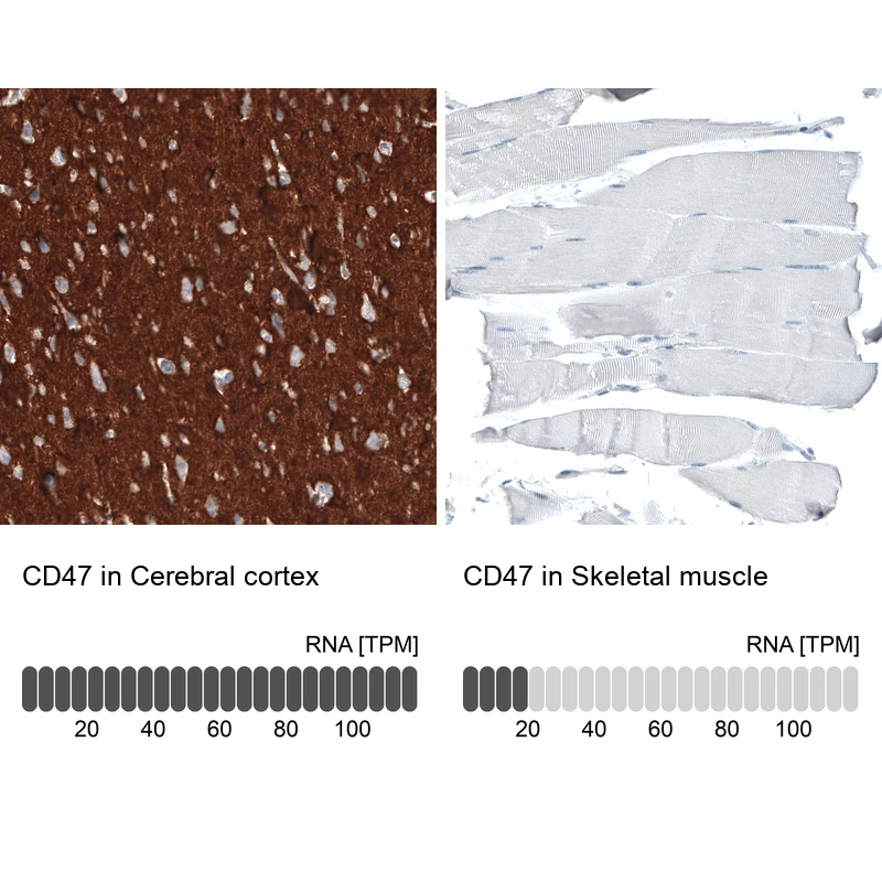 Anti-CD47 Monoclonal Atlas Antibody