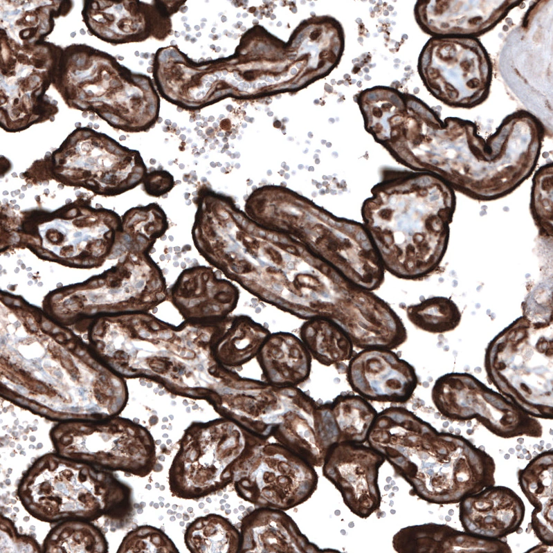 Mouse Monoclonal Anti-EZR Antibody - Buy for research - Highly specific ...