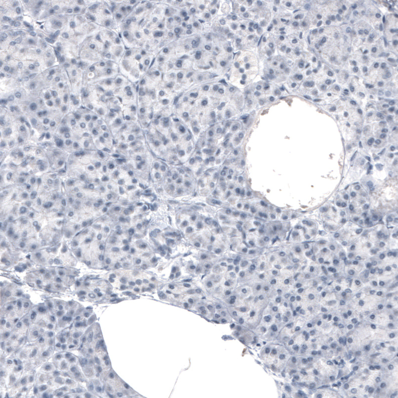 Mouse Monoclonal Anti-MBP Antibody - Buy for research - Highly specific ...