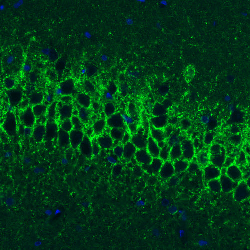Mouse Monoclonal Anti-GAD1 Antibody - Buy for research - Highly ...
