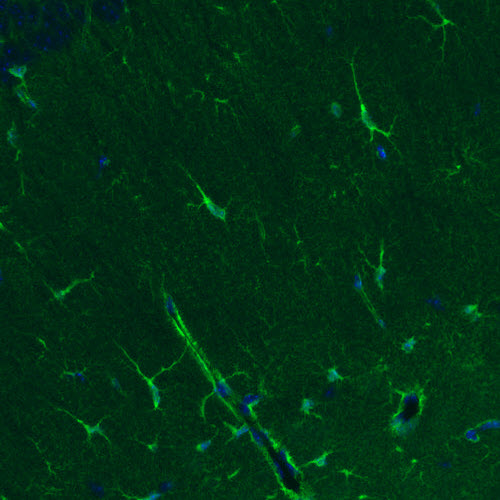 Mouse Monoclonal Anti-GLUL Antibody - Buy for research - Highly ...