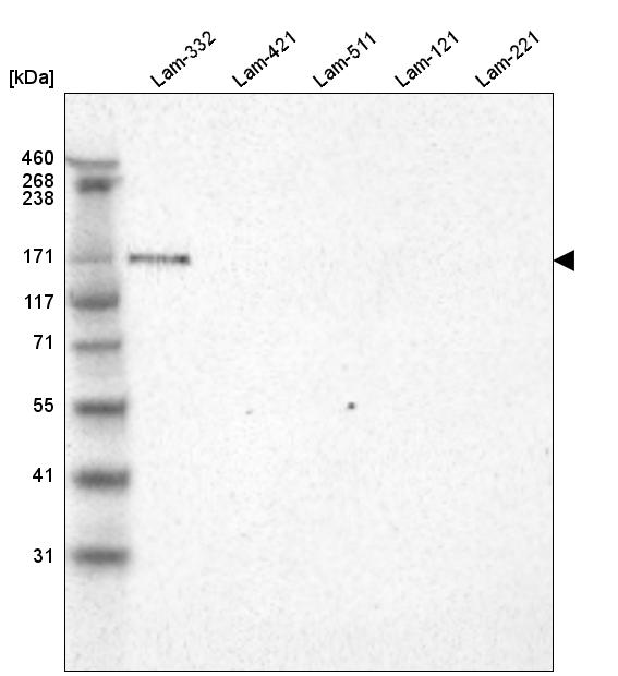 Mouse Monoclonal Anti-LAMA3 Antibody - Buy for research - Highly ...