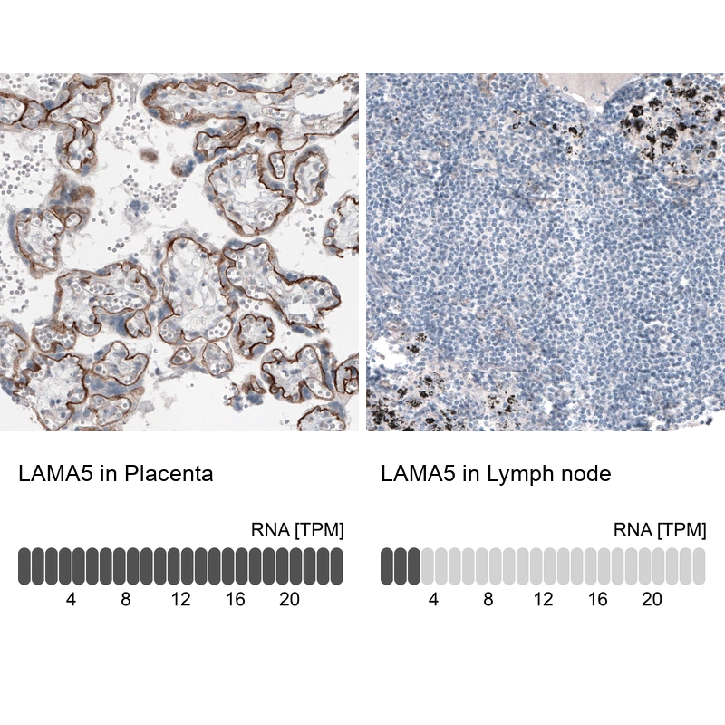 Mouse Monoclonal Anti-LAMA5 Antibody - Buy for research - Highly ...