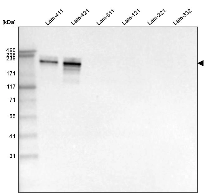 Mouse Monoclonal Anti-LAMA4 Antibody - Buy for research - Highly ...