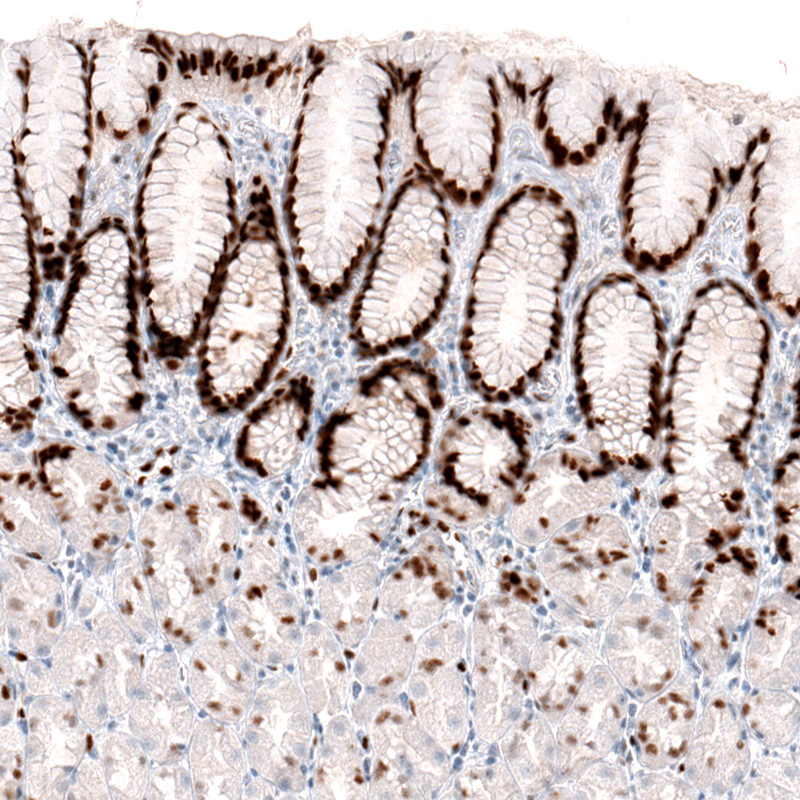 Mouse Monoclonal Anti-KLF4 Antibody - Buy for research - Highly ...