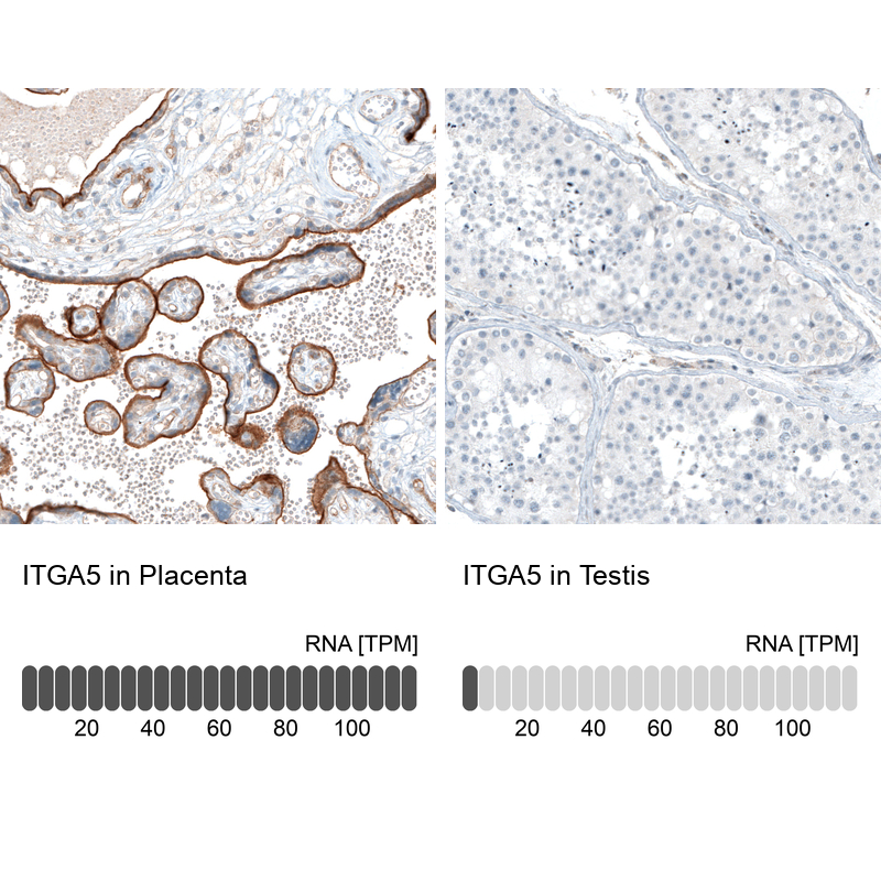 Mouse Monoclonal Anti-ITGA5 Antibody - Buy for research - Highly ...