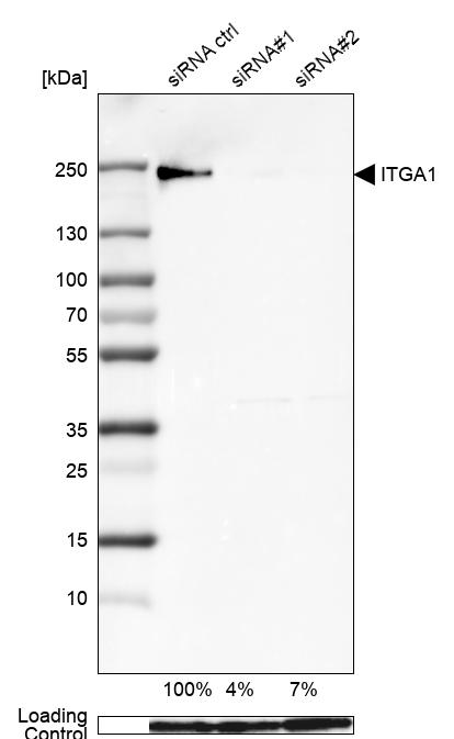 Mouse Monoclonal Anti-ITGA1 Antibody - Buy for research - Highly ...