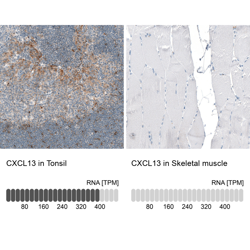 Mouse Monoclonal Anti-CXCL13 Antibody - Buy for research - Highly ...