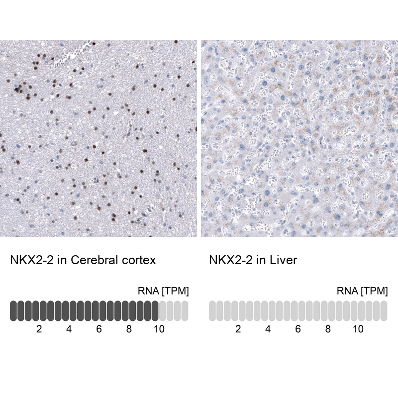 Mouse Monoclonal Anti-NKX2-2 Antibody - Buy for research - Highly ...