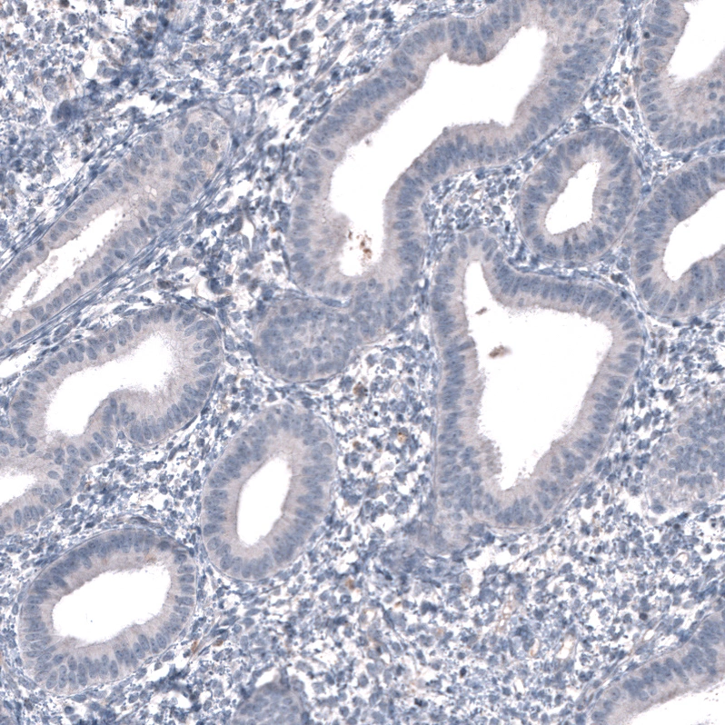 Mouse Monoclonal Anti-SALL4 Antibody - Buy for research - Highly ...