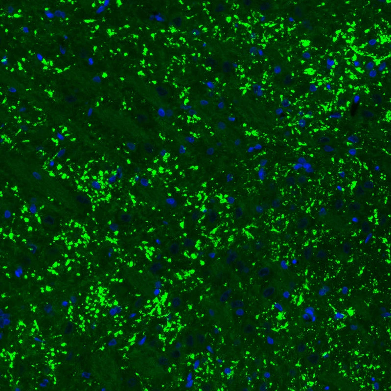 Mouse Monoclonal Anti-SLC17A6 Antibody - Buy for research - Highly ...