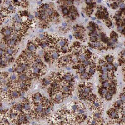 Rabbit Polyclonal Anti-GLA Antibody - Buy for research - Highly ...