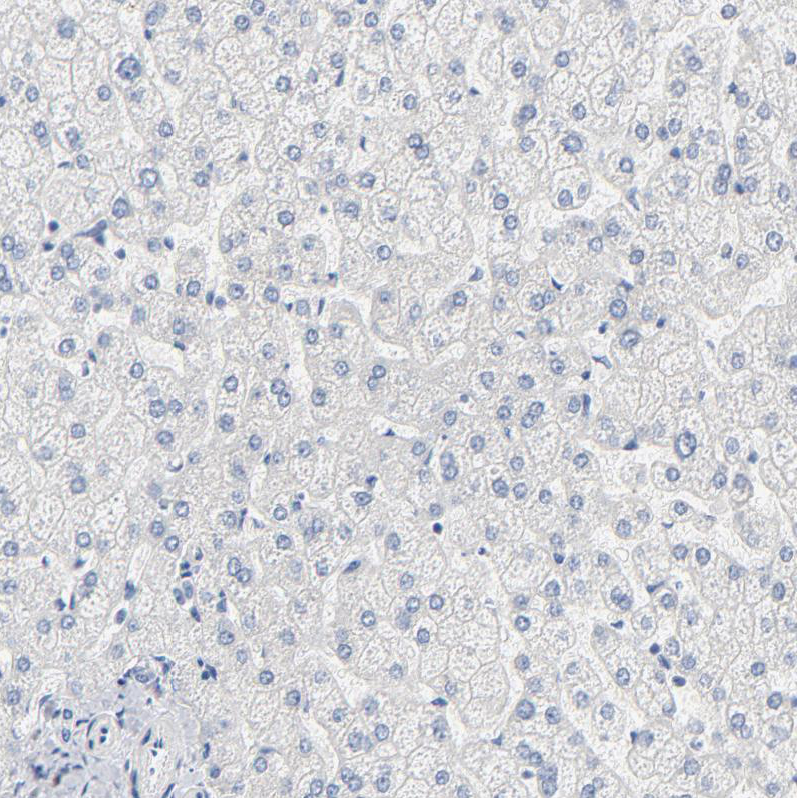 Rabbit Polyclonal Anti-GZMB Antibody - Buy for research - Highly ...