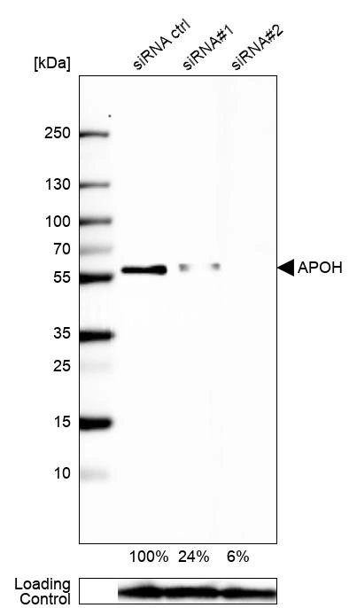Rabbit Polyclonal Anti-APOH Antibody - Buy for research - Highly ...