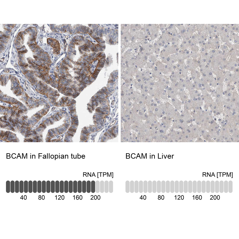 Rabbit Polyclonal Anti-BCAM Antibody - Buy for research - Highly ...