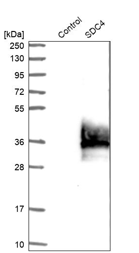 Rabbit Polyclonal Anti-SDC4 Antibody - Buy for research - Highly specific, rigorously validated ...