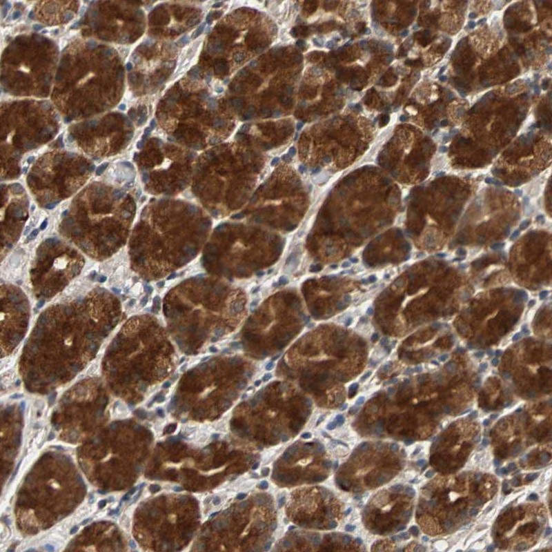 Rabbit Polyclonal Anti-USP31 Antibody - Buy for research - Highly ...