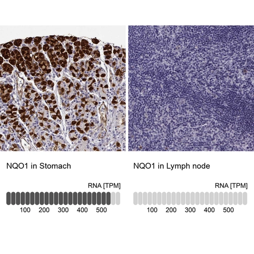 Anti-NQO1 Human Protein Atlas Antibody