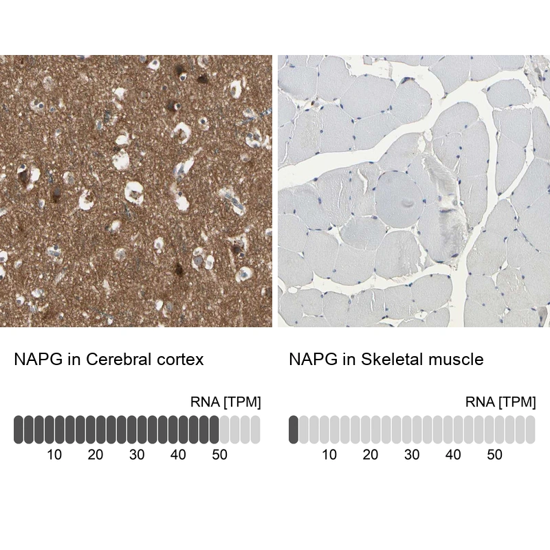 Rabbit Polyclonal Anti-NAPG Antibody - Buy for research - Highly ...