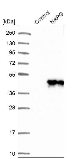 Rabbit Polyclonal Anti-NAPG Antibody - Buy for research - Highly ...