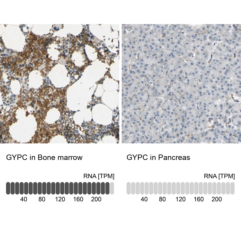 Rabbit Polyclonal Anti-GYPC Antibody - Buy for research - Highly ...