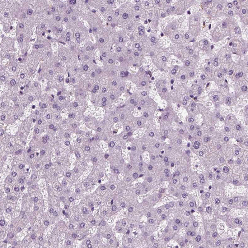 Rabbit Polyclonal Anti-CHGB Antibody - Buy for research - Highly ...