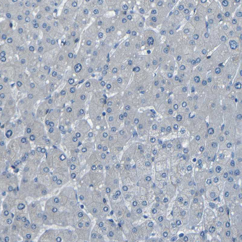 Rabbit Polyclonal Anti-MAP2 Antibody - Buy for research - Highly ...