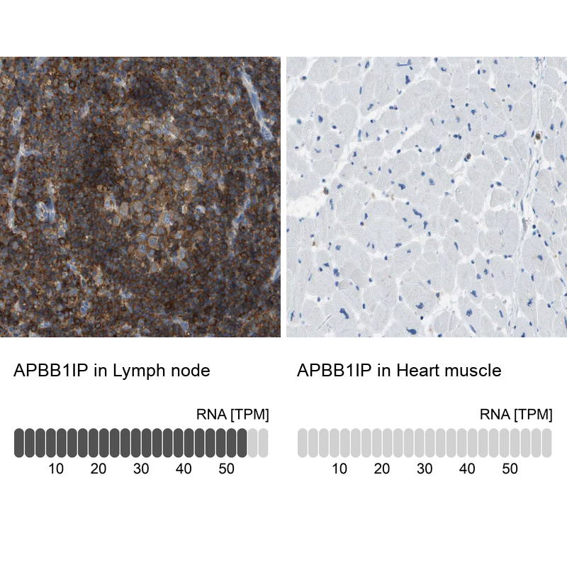 Rabbit Polyclonal Anti-APBB1IP Antibody - Buy for research - Highly ...