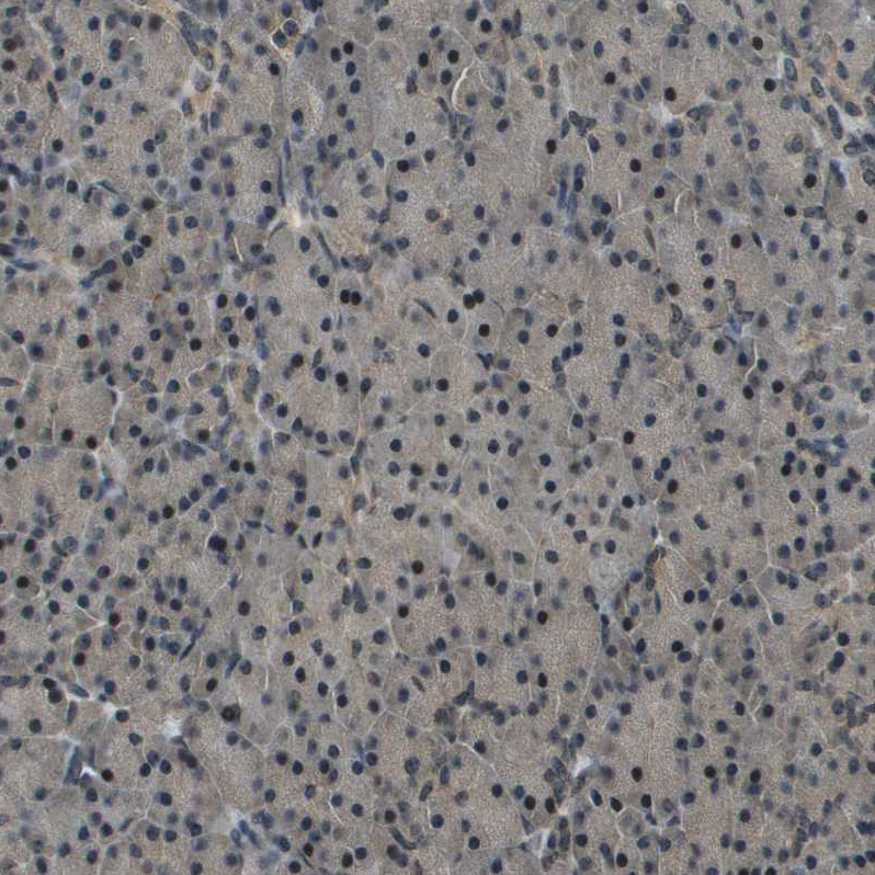 Rabbit Polyclonal Anti-SDC3 Antibody - Buy for research - Highly ...