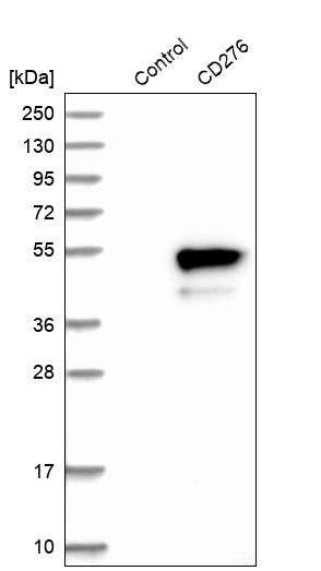 Rabbit Polyclonal Anti-CD276 Antibody - Buy for research - Highly ...