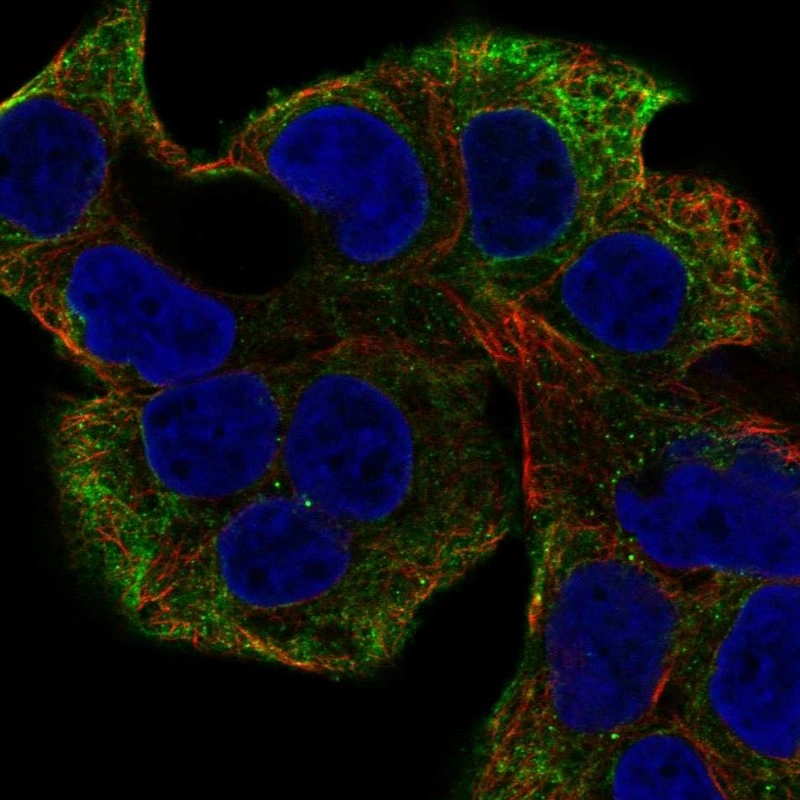 Rabbit Polyclonal Anti-NRAP Antibody - Buy for research - Highly ...