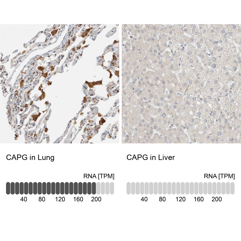 Rabbit Polyclonal Anti-CAPG Antibody - Buy for research - Highly ...