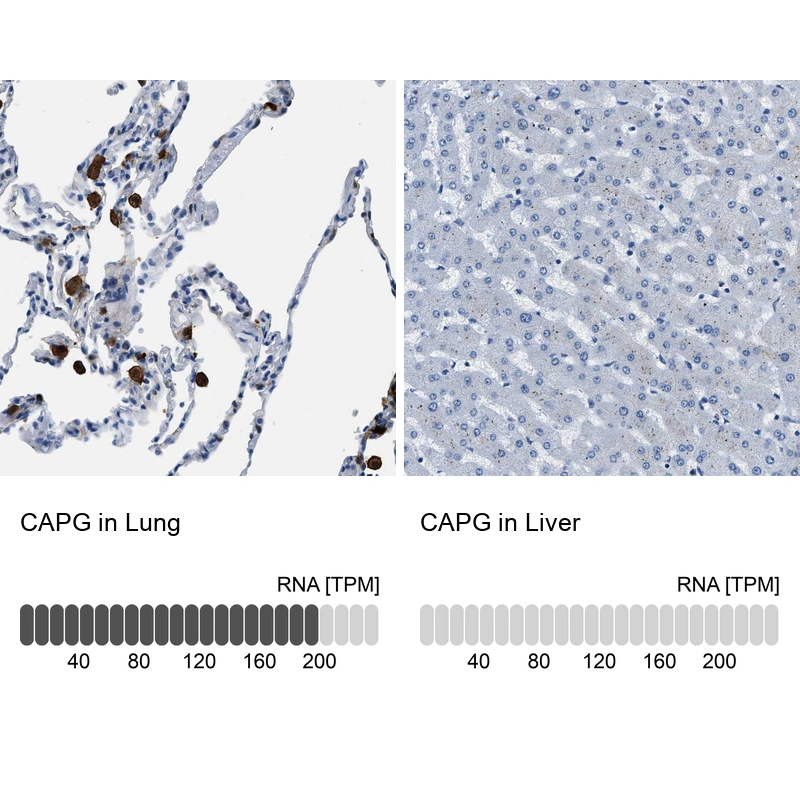 Rabbit Polyclonal Anti-CAPG Antibody - Buy for research - Highly ...