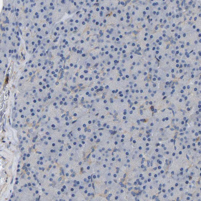 Rabbit Polyclonal Anti-CIT Antibody - Buy for research - Highly ...
