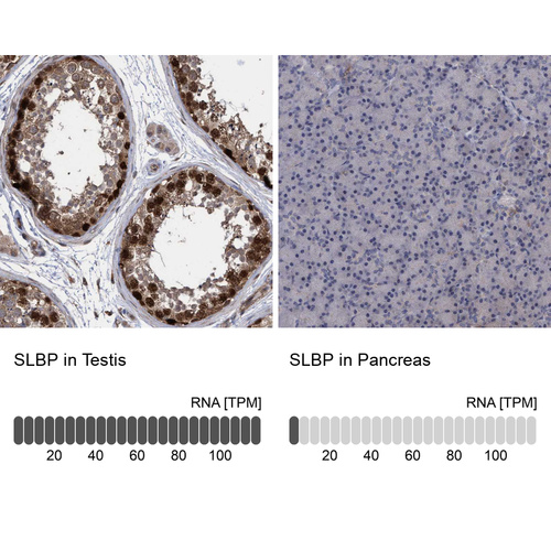 Rabbit Polyclonal Anti-SLBP Antibody - Buy for research - Highly ...