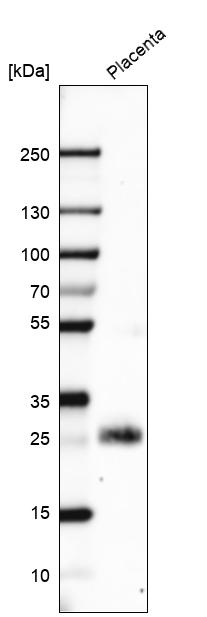Anti-PAEP Human Protein Atlas Antibody