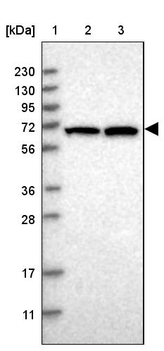 Rabbit Polyclonal Anti-NELFB Antibody - Buy for research - Highly ...