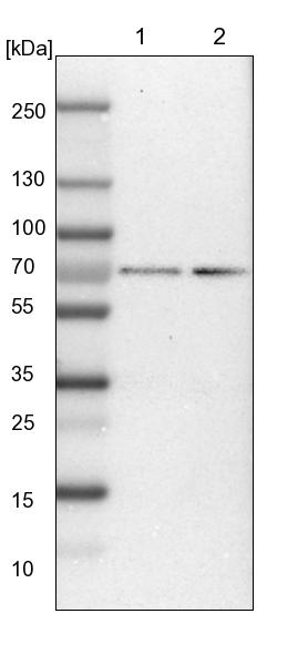 Rabbit Polyclonal Anti-NELFB Antibody - Buy for research - Highly ...