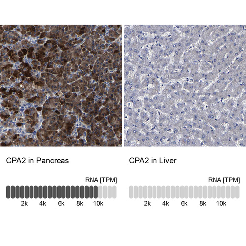 Anti-CPA2 Human Protein Atlas Antibody