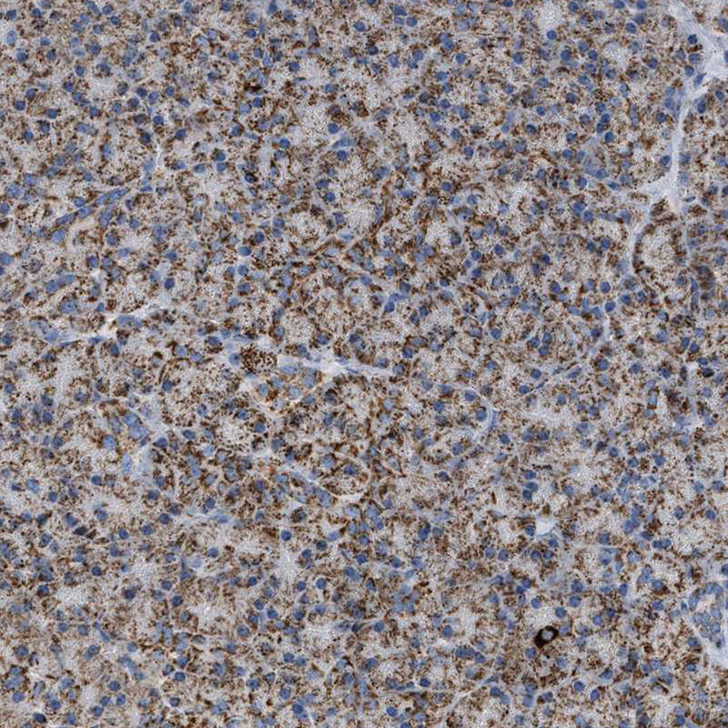 Rabbit Polyclonal Anti-OGDH Antibody - Buy for research - Highly ...