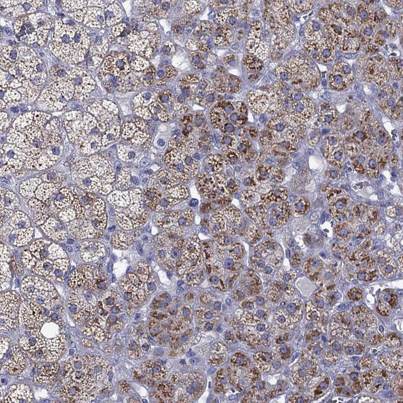 Rabbit Polyclonal Anti-STAR Antibody - Buy for research - Highly ...