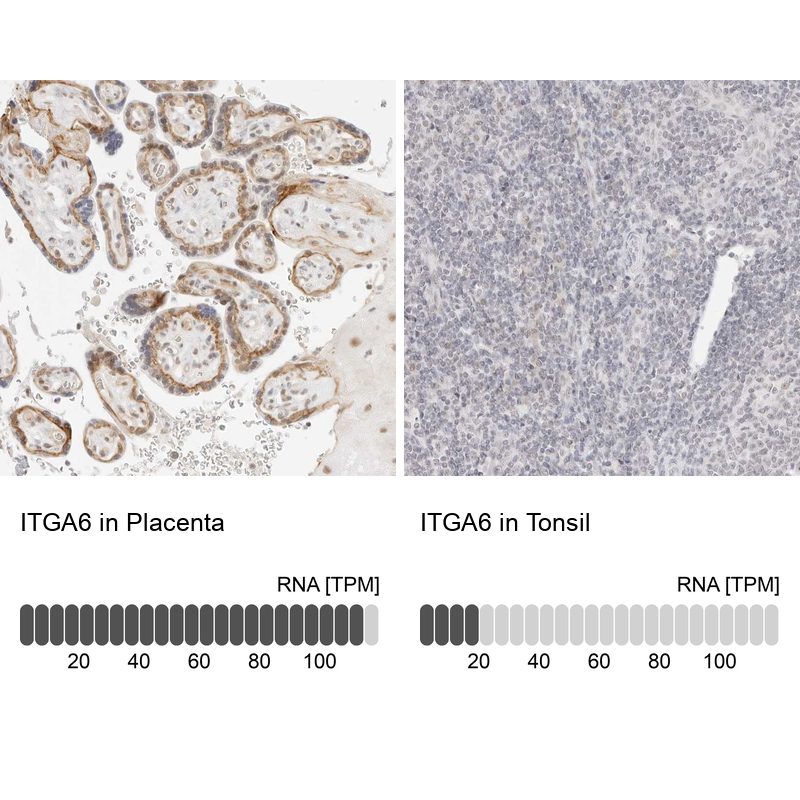 Rabbit Polyclonal Anti-ITGA6 Antibody - Buy for research - Highly ...