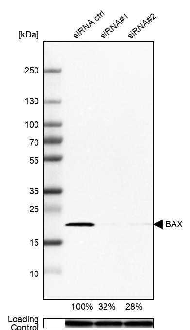 Rabbit Polyclonal Anti-BAX Antibody - Buy for research - Highly ...