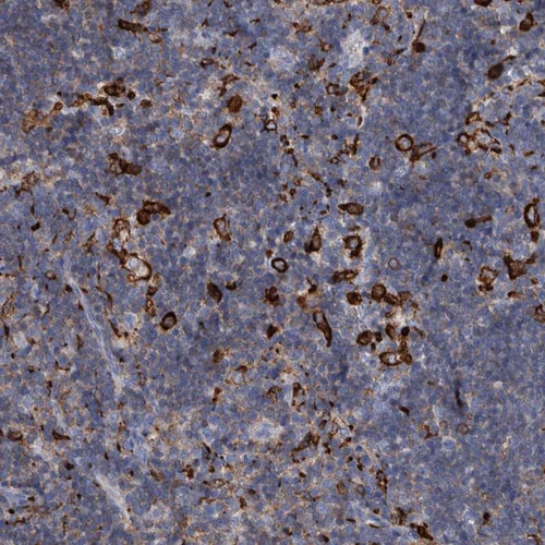 Anti-MS4A4A Human Protein Atlas Antibody