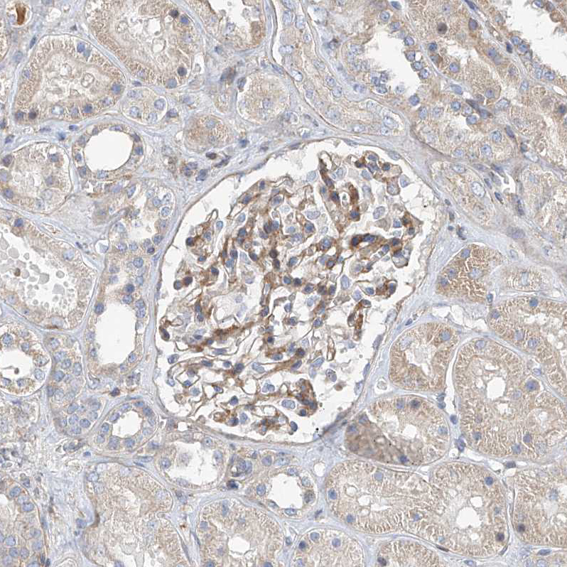 Rabbit Polyclonal Anti-SLC43A3 Antibody - Buy for research - Highly ...